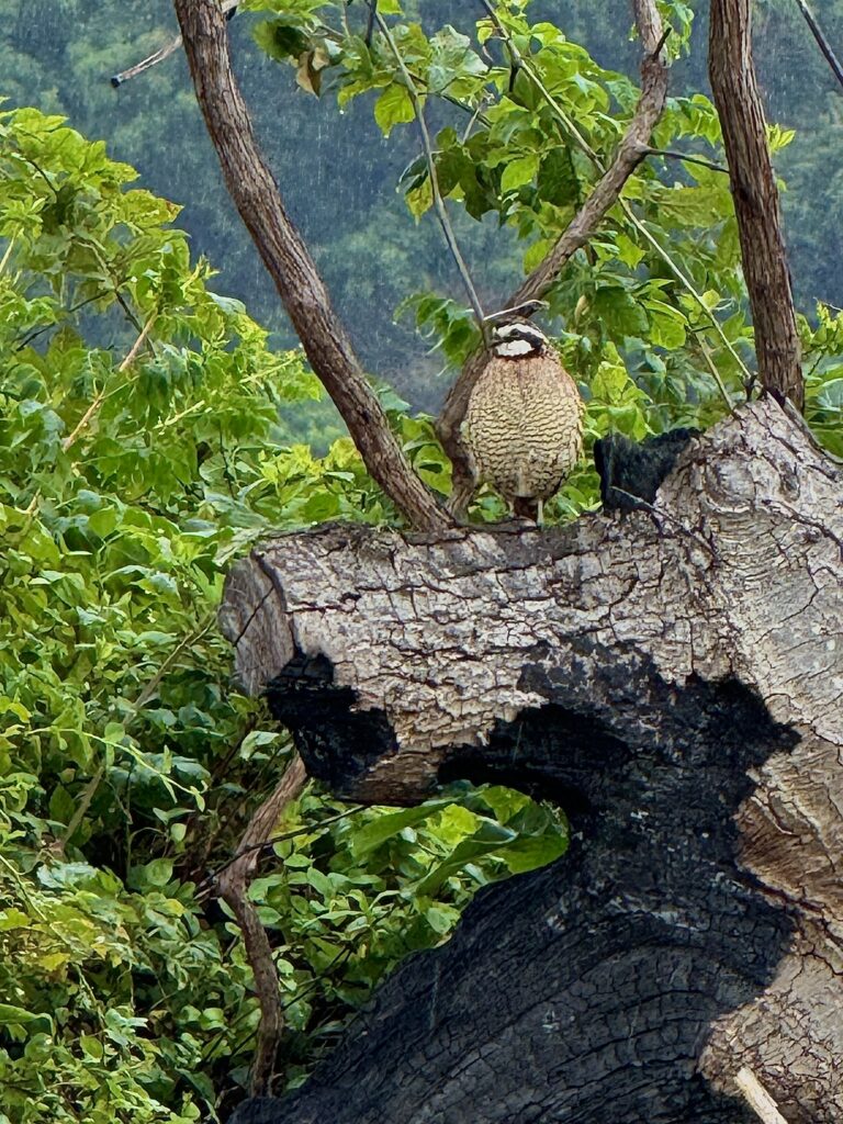 Burning for Birds - ESLC